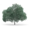 3D Trees IX - CGAxis Models Volume 72 | CGAxis.com