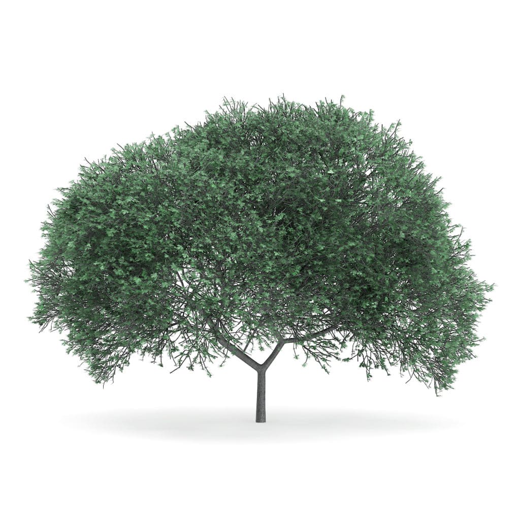 3D Trees IX - CGAxis Models Volume 72 | CGAxis.com