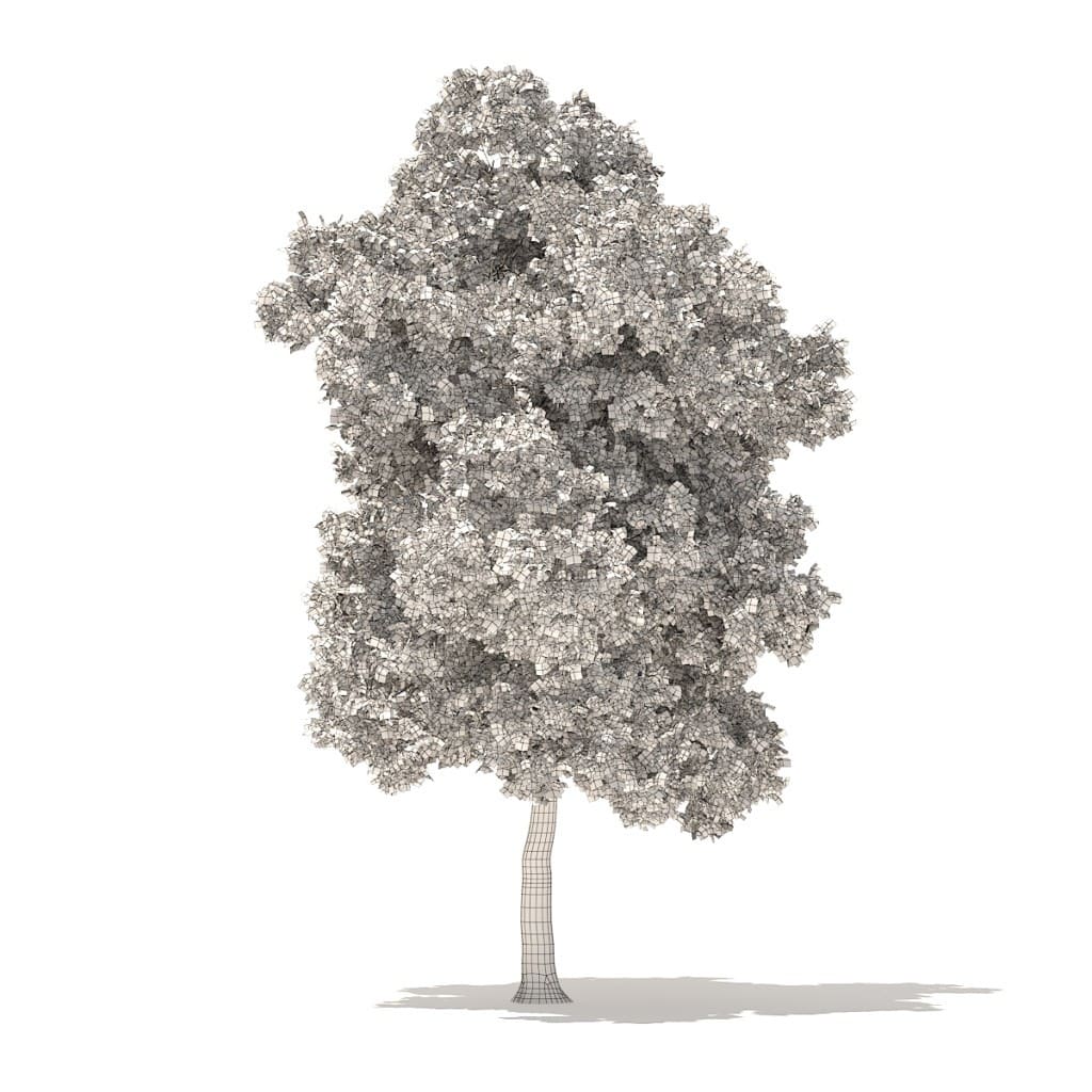 American Elm 3D Model 8.5m