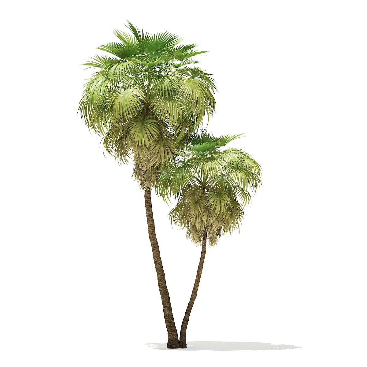 Palm Trees Archives - CGAxis - 3D models, PBR, HDRI for your 3D ...
