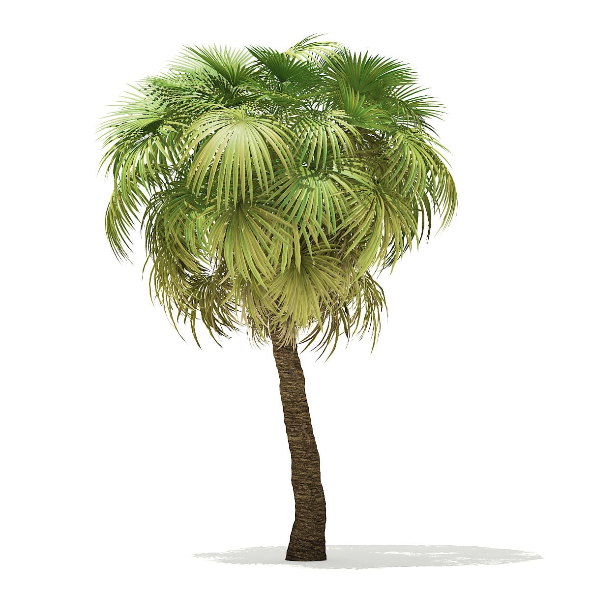 Palm Trees Archives - CGAxis - 3D models, PBR, HDRI for your 3D ...