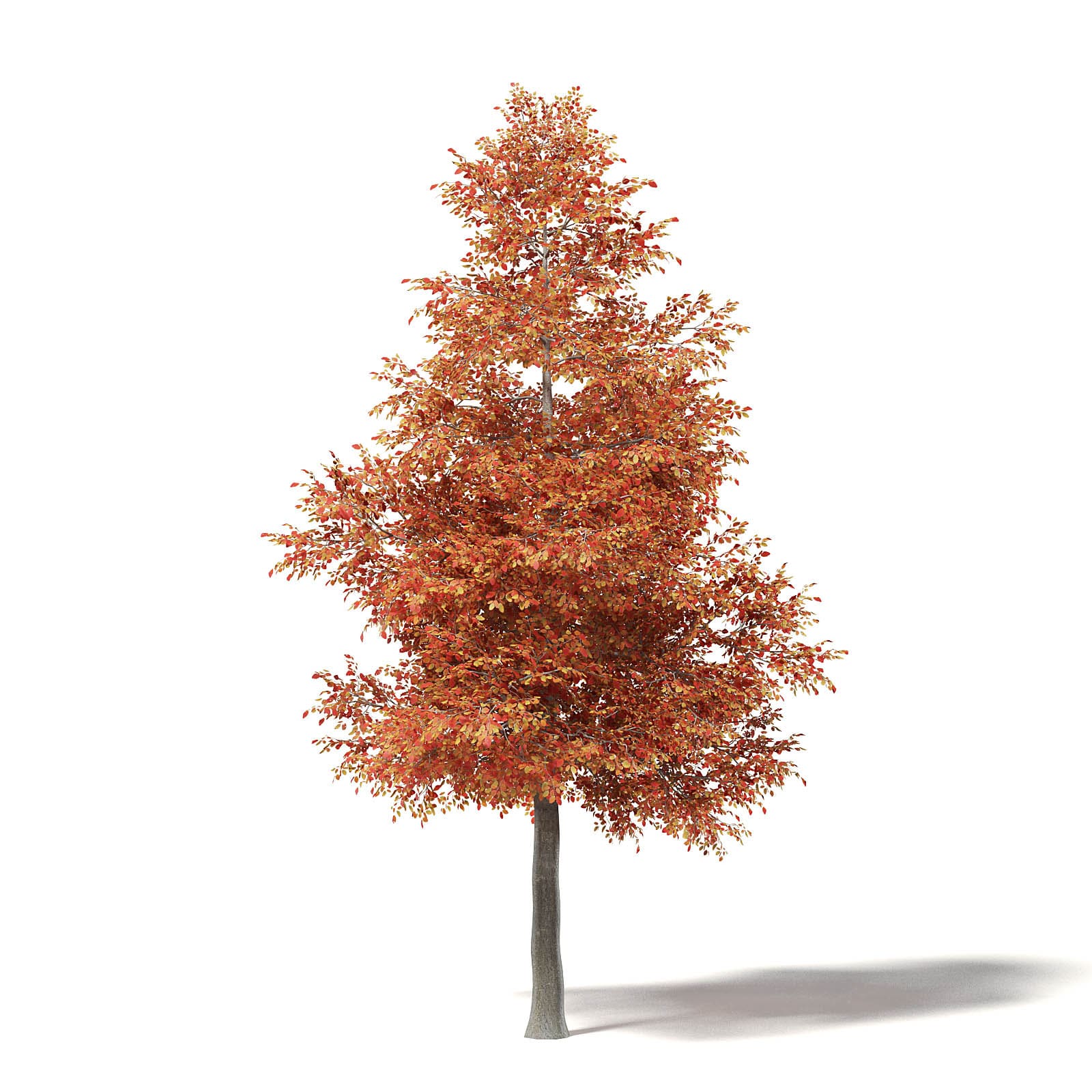 Japanese Cherry Tree 3d model