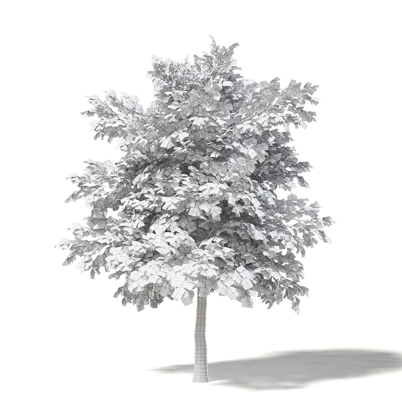 Field Maple 3D Model 5.4m