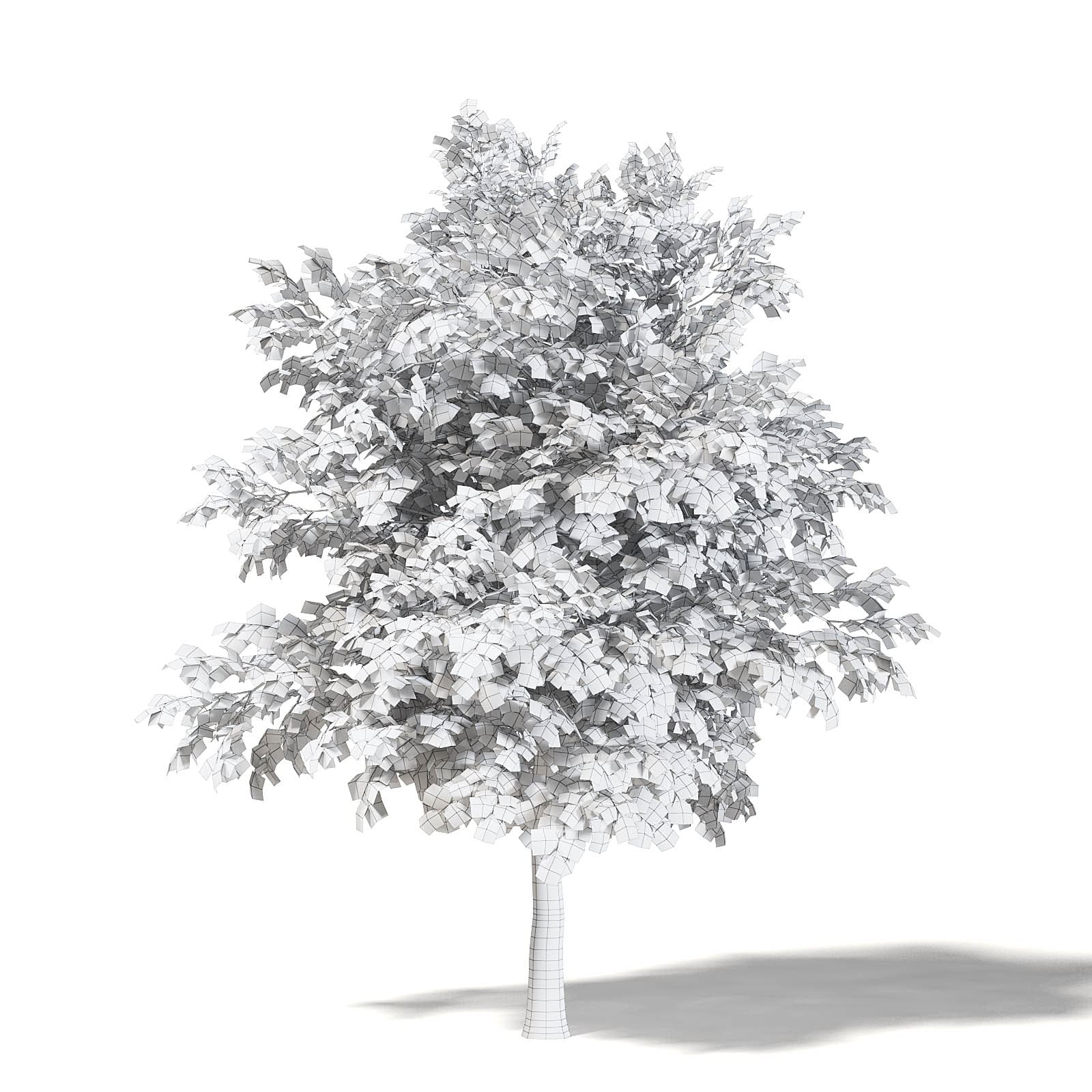 Field Maple 3D Model 5.4m