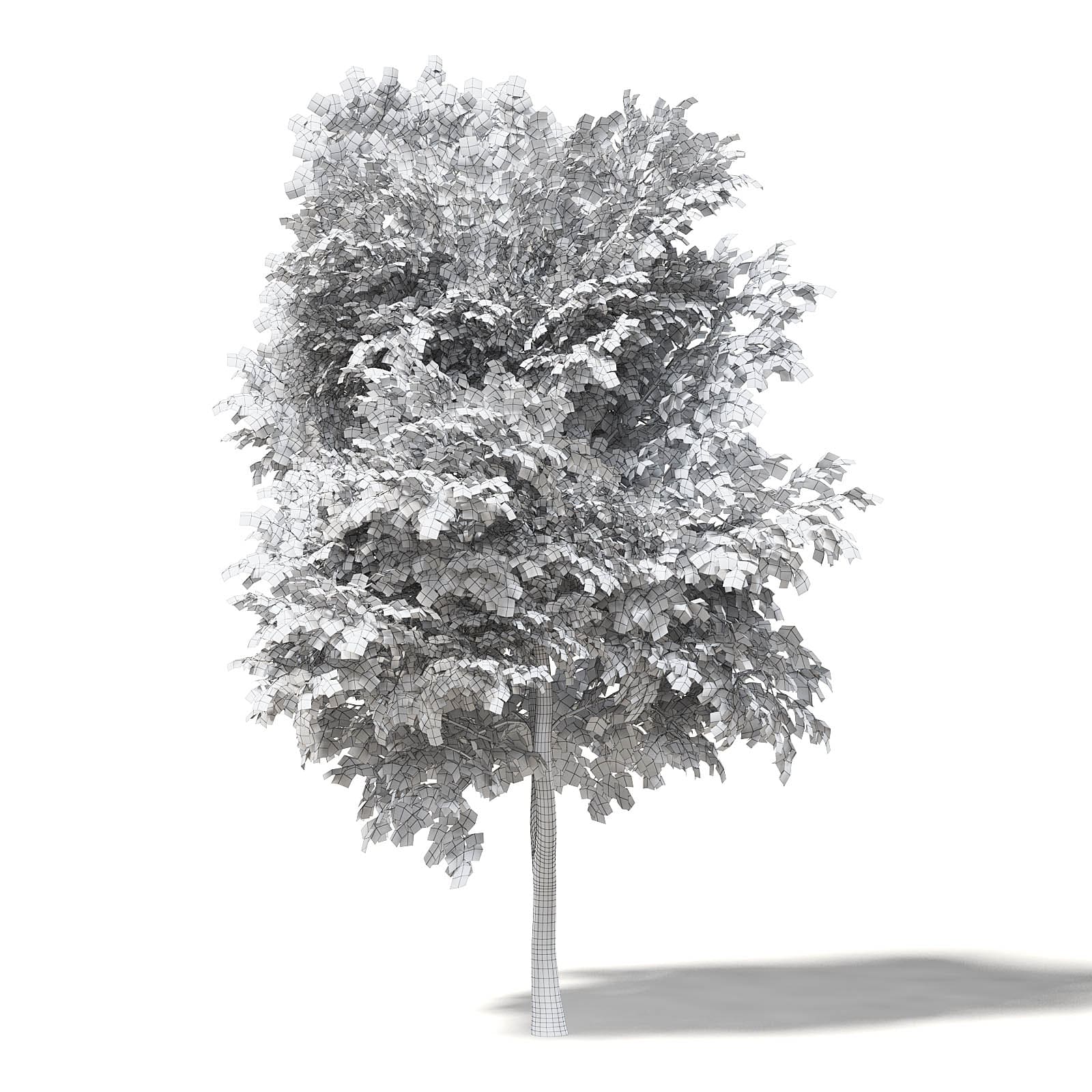 Mountain Ash 3D Model 7.7m