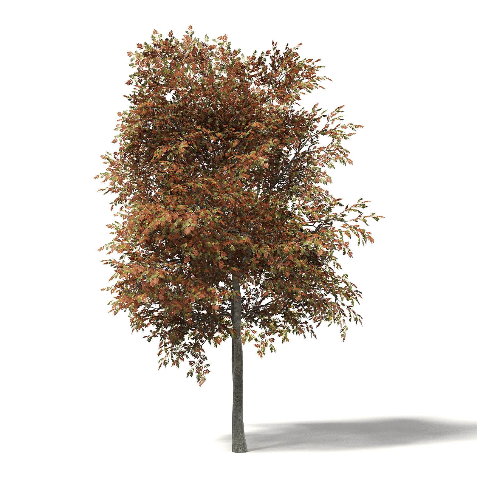 Mountain Ash 3D Model 7.7m