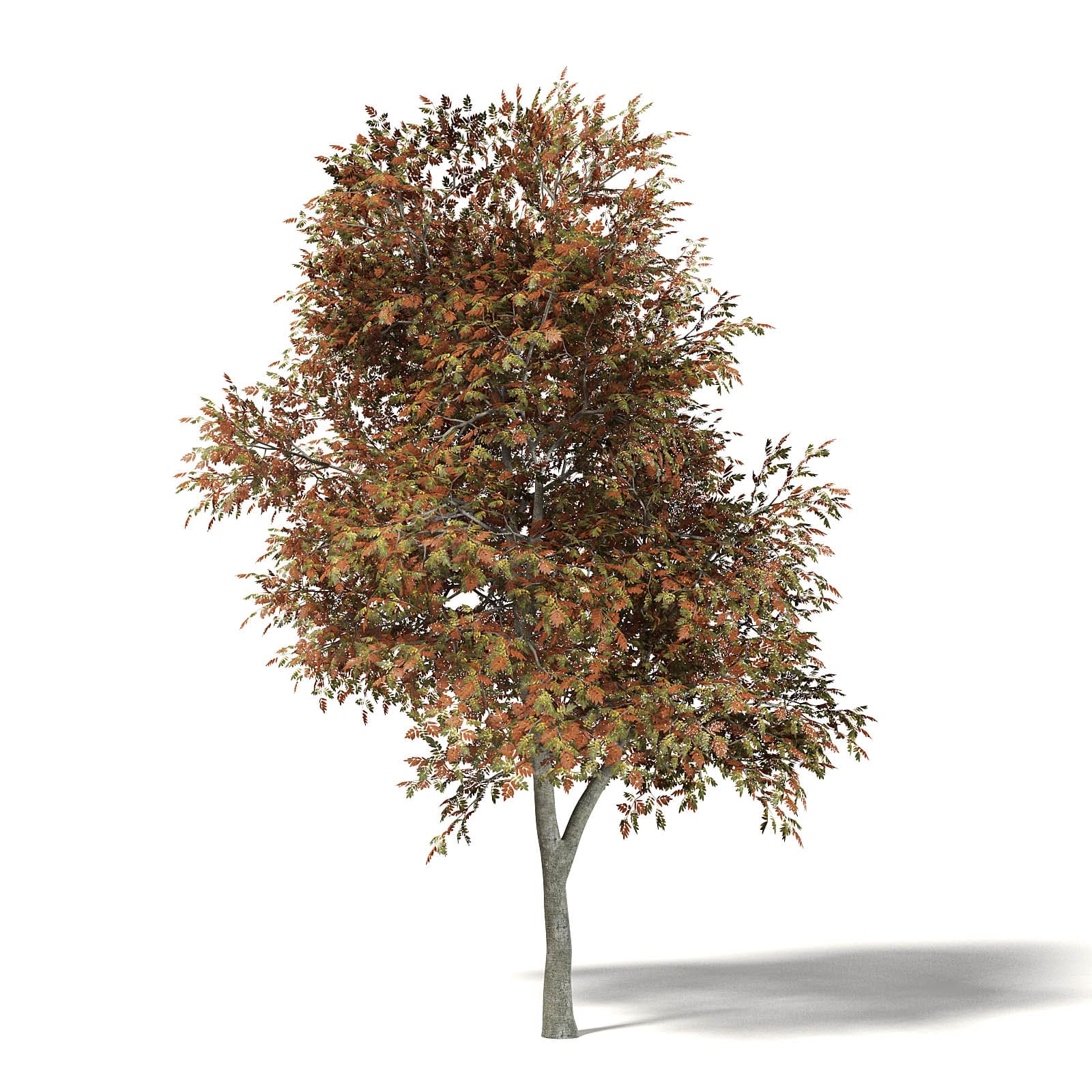 Mountain Ash 3D Model 7.7m