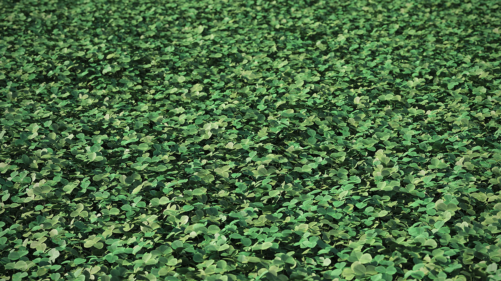 Meadow Plant (Clover) 3D Model