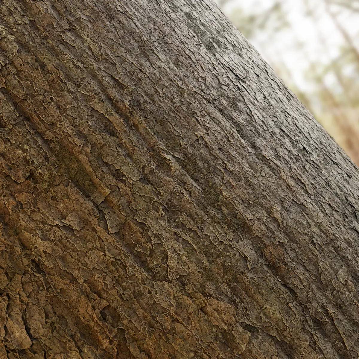 Korean Spruce Bark With Moss