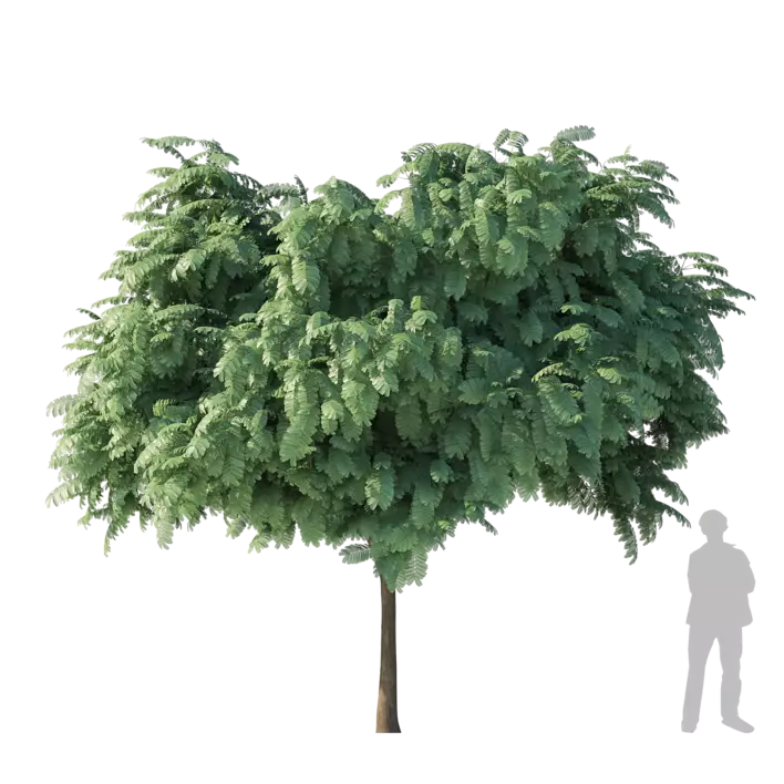 Silk Tree 3d model