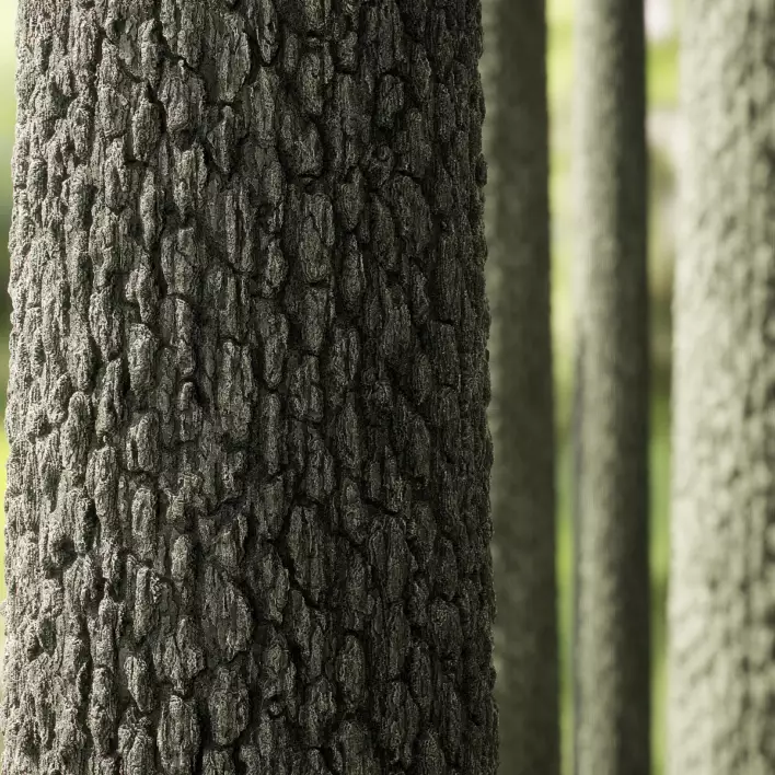 Spruce Tree Bark PBR Texture
