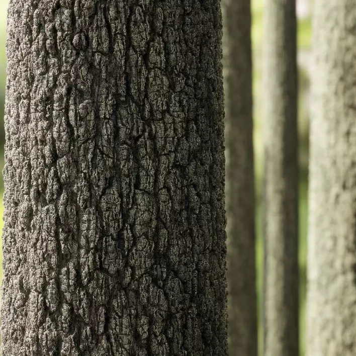 Spruce Tree Bark PBR Texture