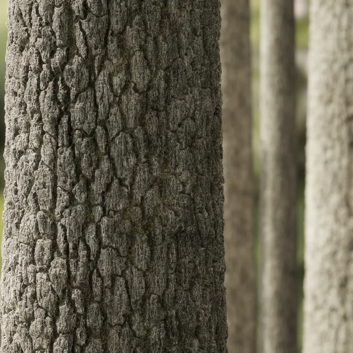 Oak Tree Bark PBR Texture