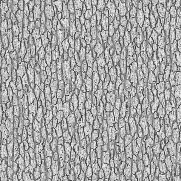 Oak Tree Bark PBR Texture