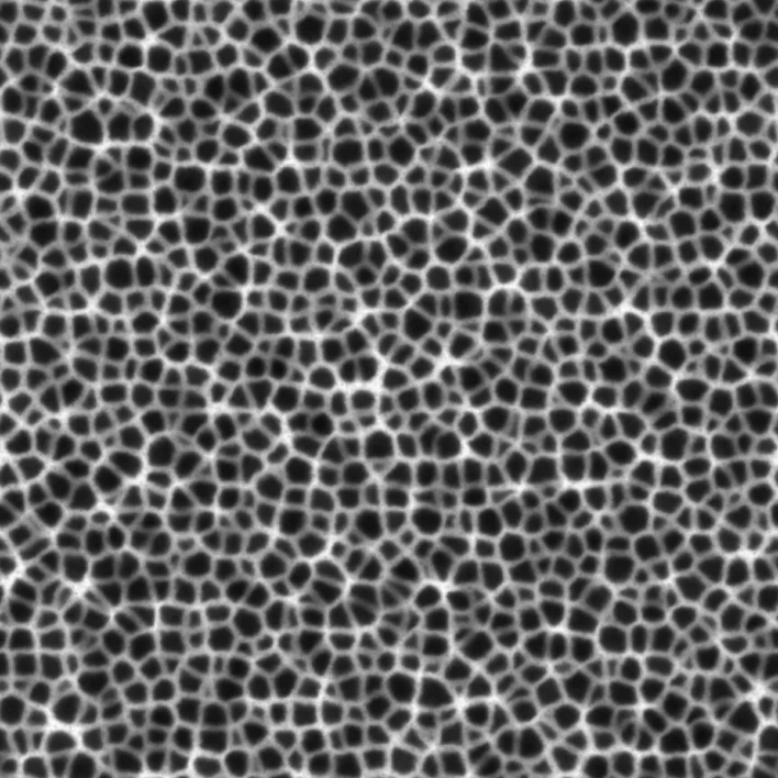 Porous Rock PBR Texture